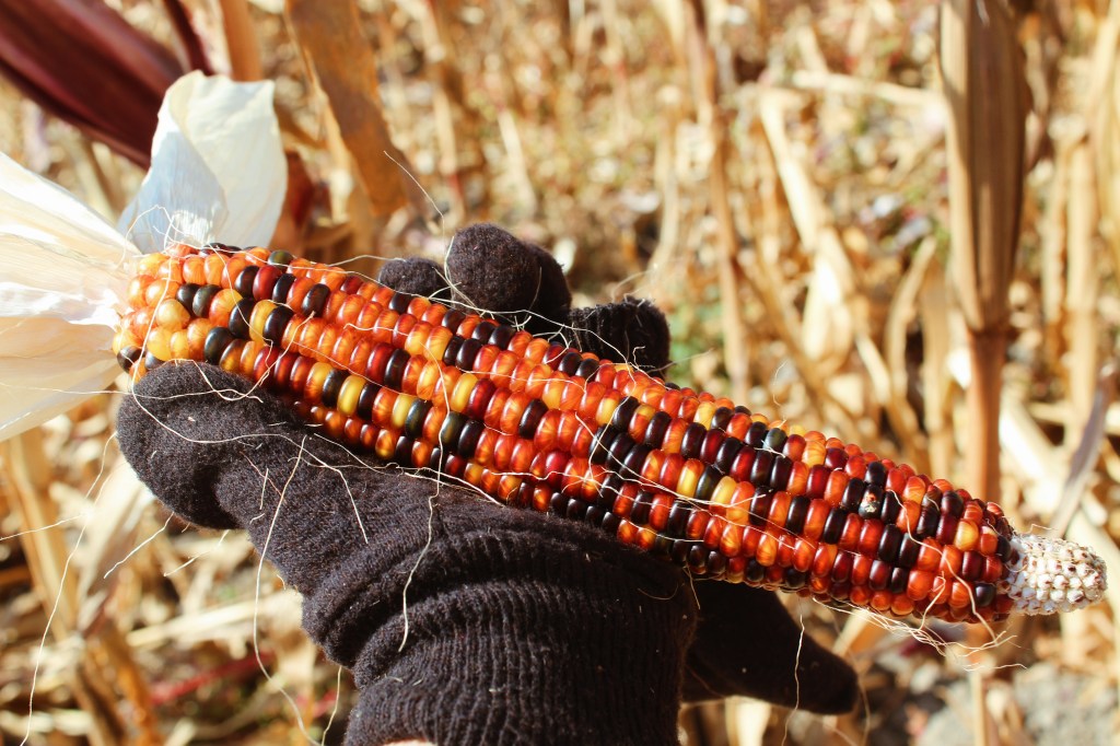 A Piece of Star’s Hollow in the Bay Area – bay-food.com